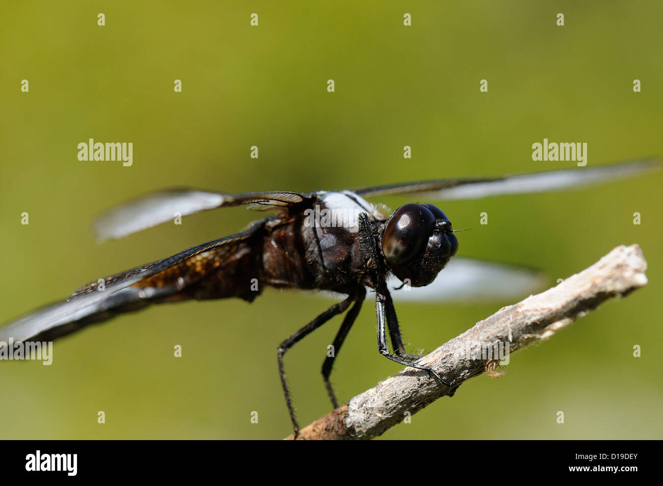 Widow Skimmer (male) resting on a twig Stock Photo - Alamy