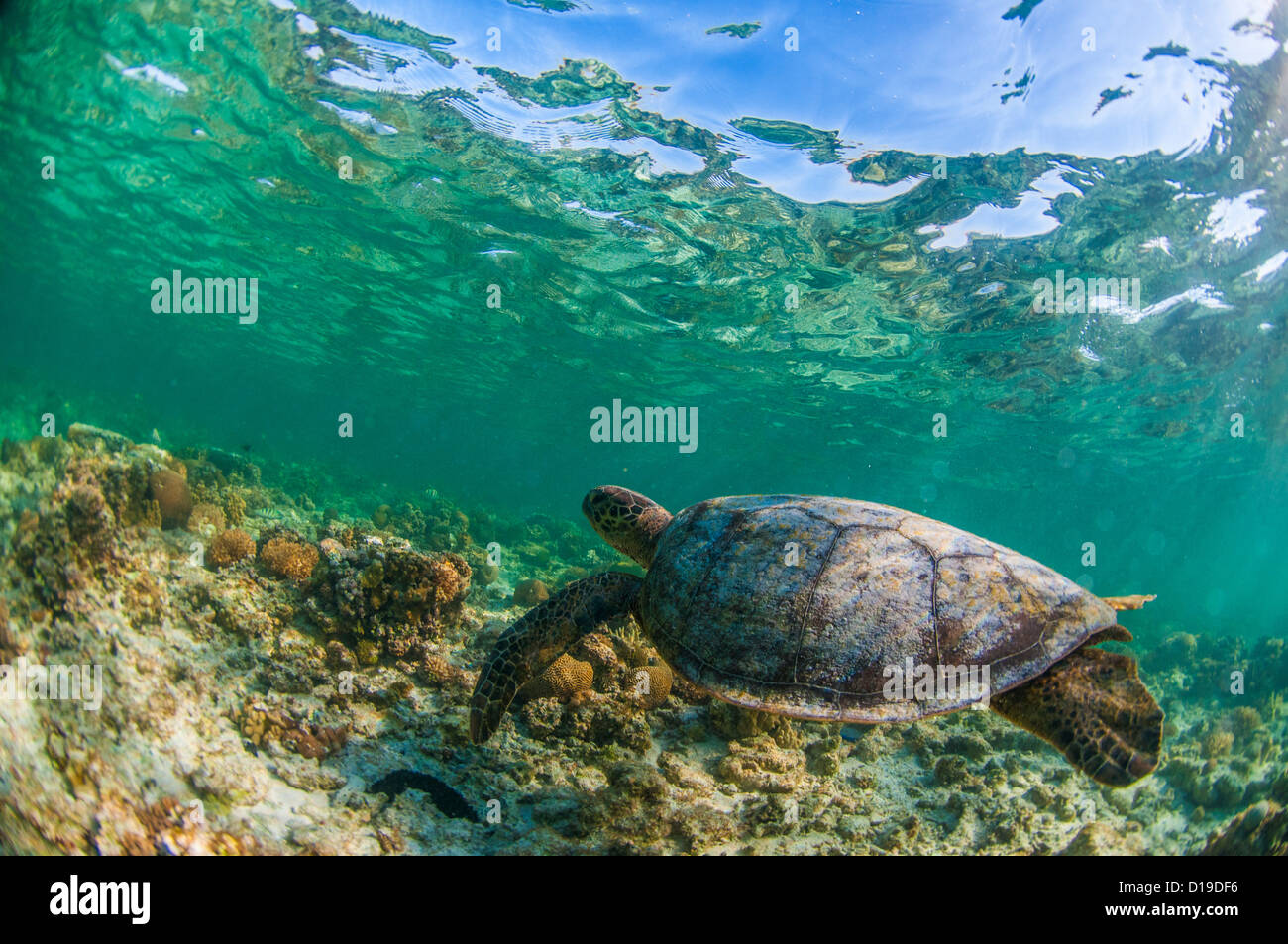 Green Sea Turtle, Lady Elliot Island, Great Barrier Reef, Queensland ...