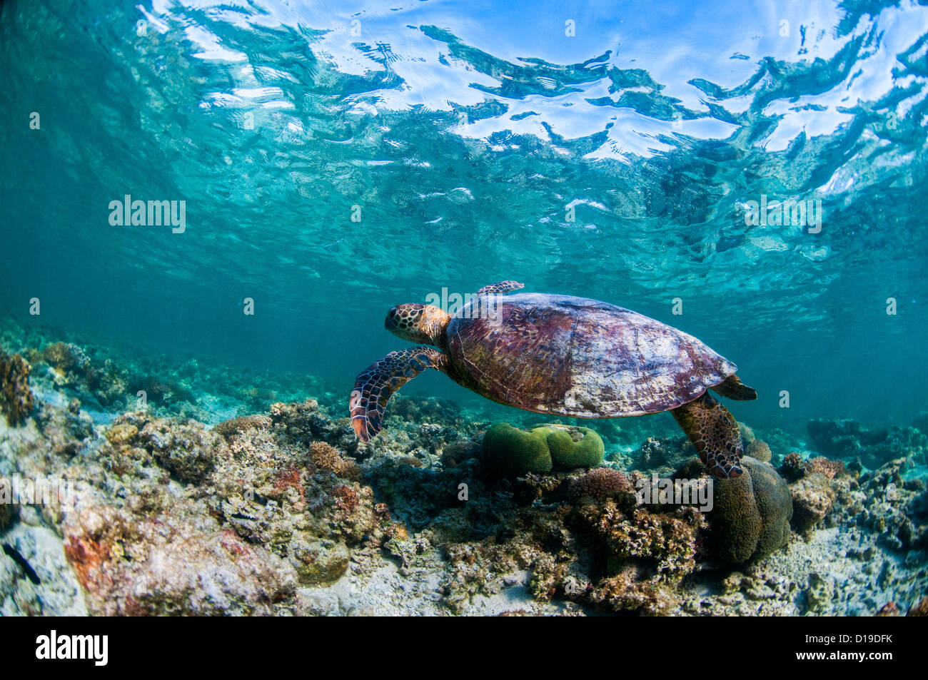 Green Sea Turtle, Lady Elliot Island, Great Barrier Reef, Queensland ...