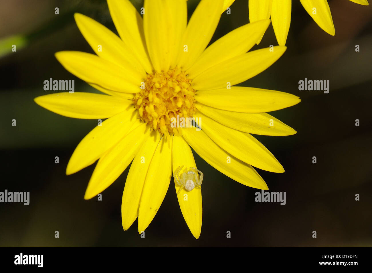 Sleepy Daisy (Xanthisma texanum) with a small crab spider Stock Photo ...