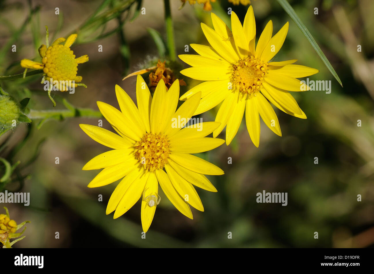 Xanthisma texanum hi-res stock photography and images - Alamy