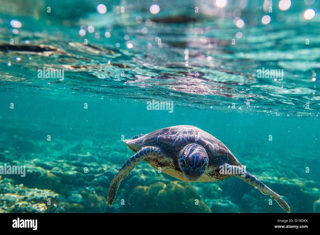 Green Sea Turtle, Lady Elliot Island, Great Barrier Reef, Queensland ...