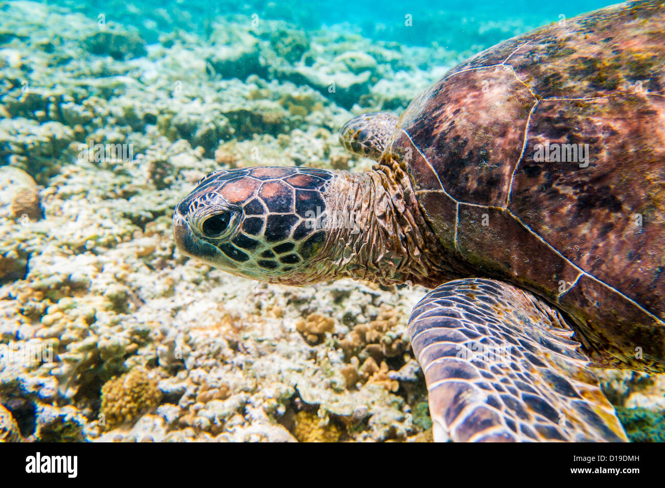 Green Sea Turtle, Lady Elliot Island, Great Barrier Reef, Queensland ...