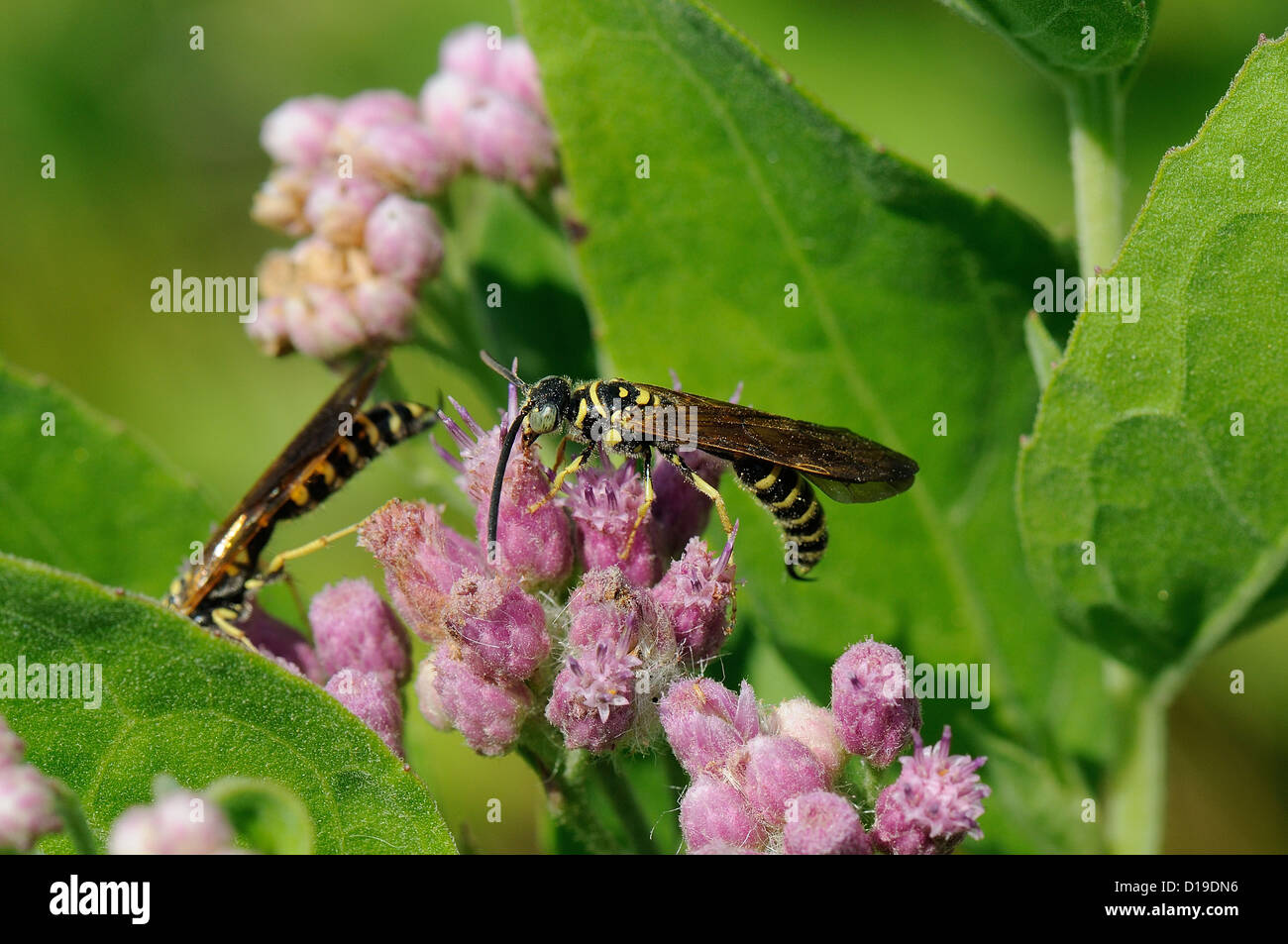 Five-banded Tiphiid Wasps on Marsh Fleabane Stock Photo - Alamy