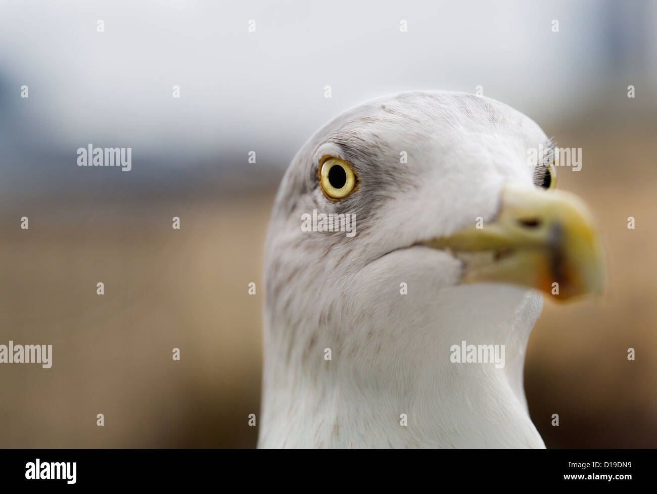 White seagull zoomed face pointed at camera focus Stock Photo - Alamy