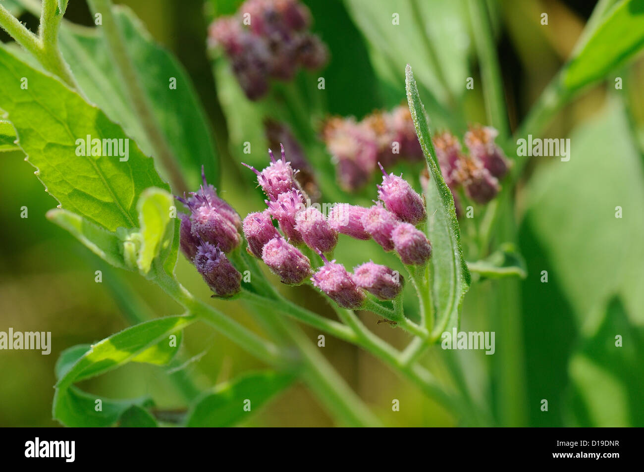 Marsh Fleabane High Resolution Stock Photography and Images - Alamy
