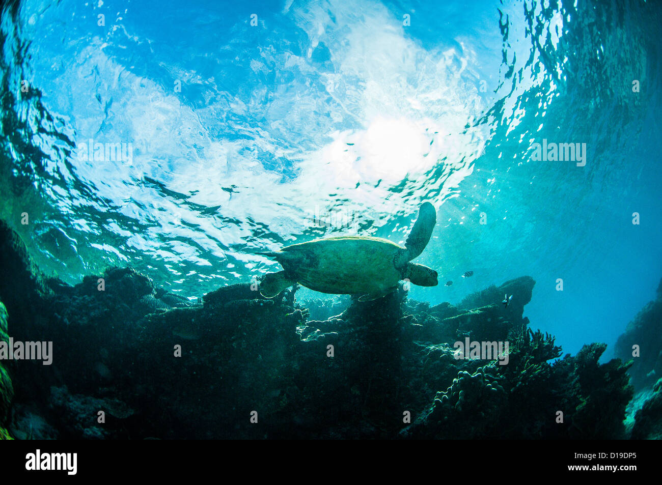 Green Sea Turtle, Lady Elliot Island, Great Barrier Reef, Queensland ...