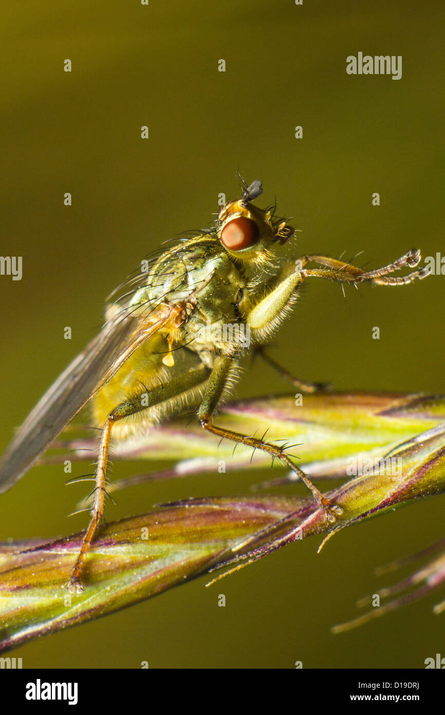 Dancing bug hi-res stock photography and images - Alamy