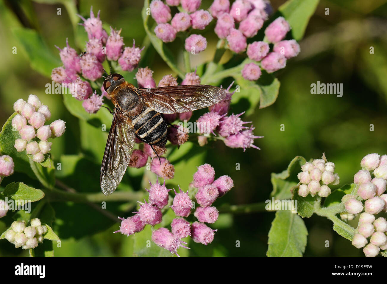 Progressive Bee Fly Stock Photo - Alamy