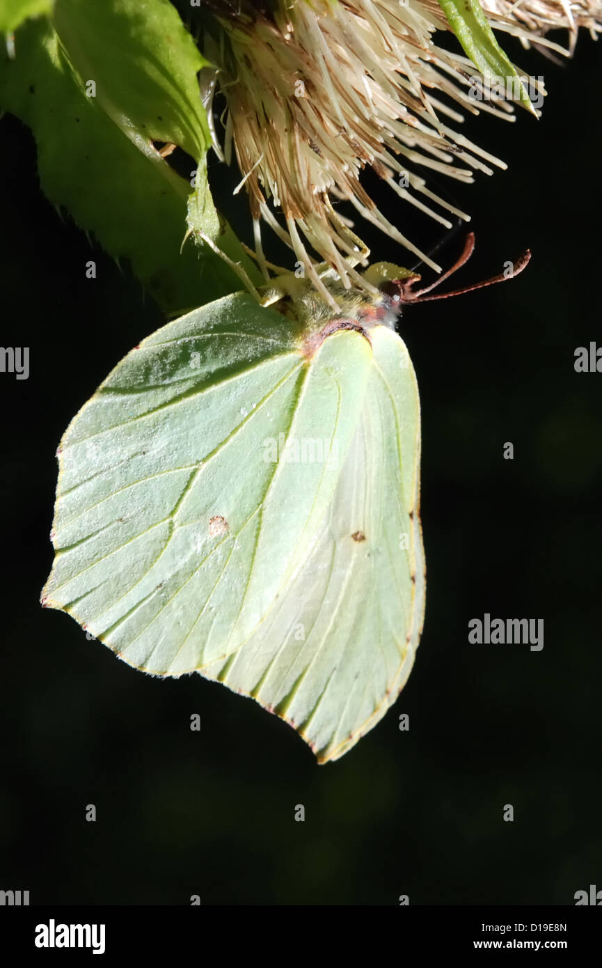 Brimstone butterfly (Gonepteryx rhamni Stock Photo - Alamy