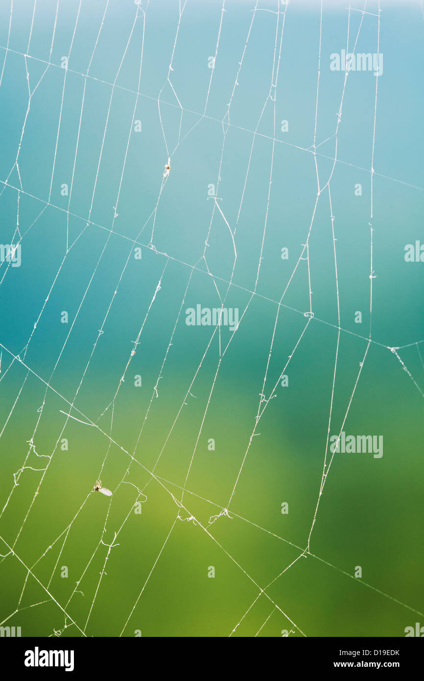 Blue spider web hi-res stock photography and images - Alamy