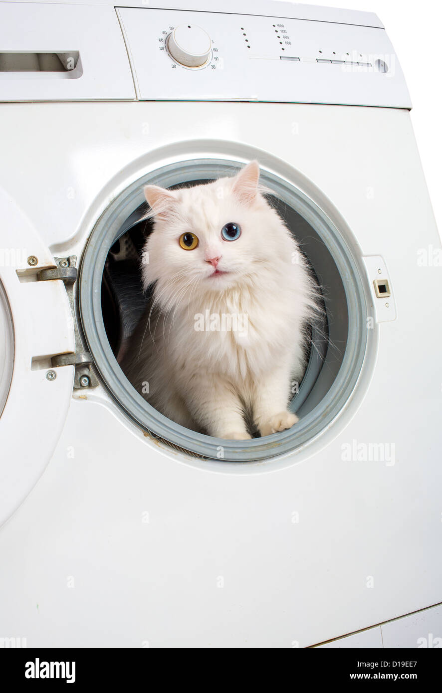 Washing machine cat hi-res stock photography and images - Alamy