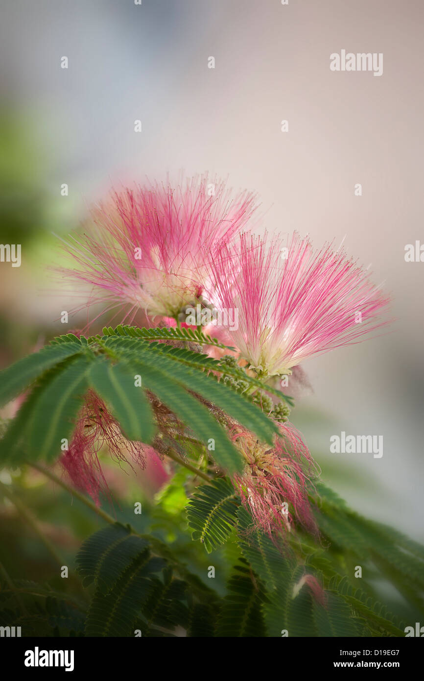 Acacia of constantinople hi-res stock photography and images - Alamy