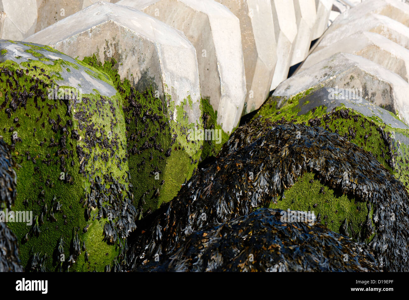 Concrete Wave Walker units covered in seaweed protect the promanade ...