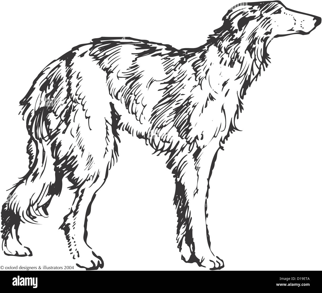 Wolf borzoi dog hi-res stock photography and images - Alamy