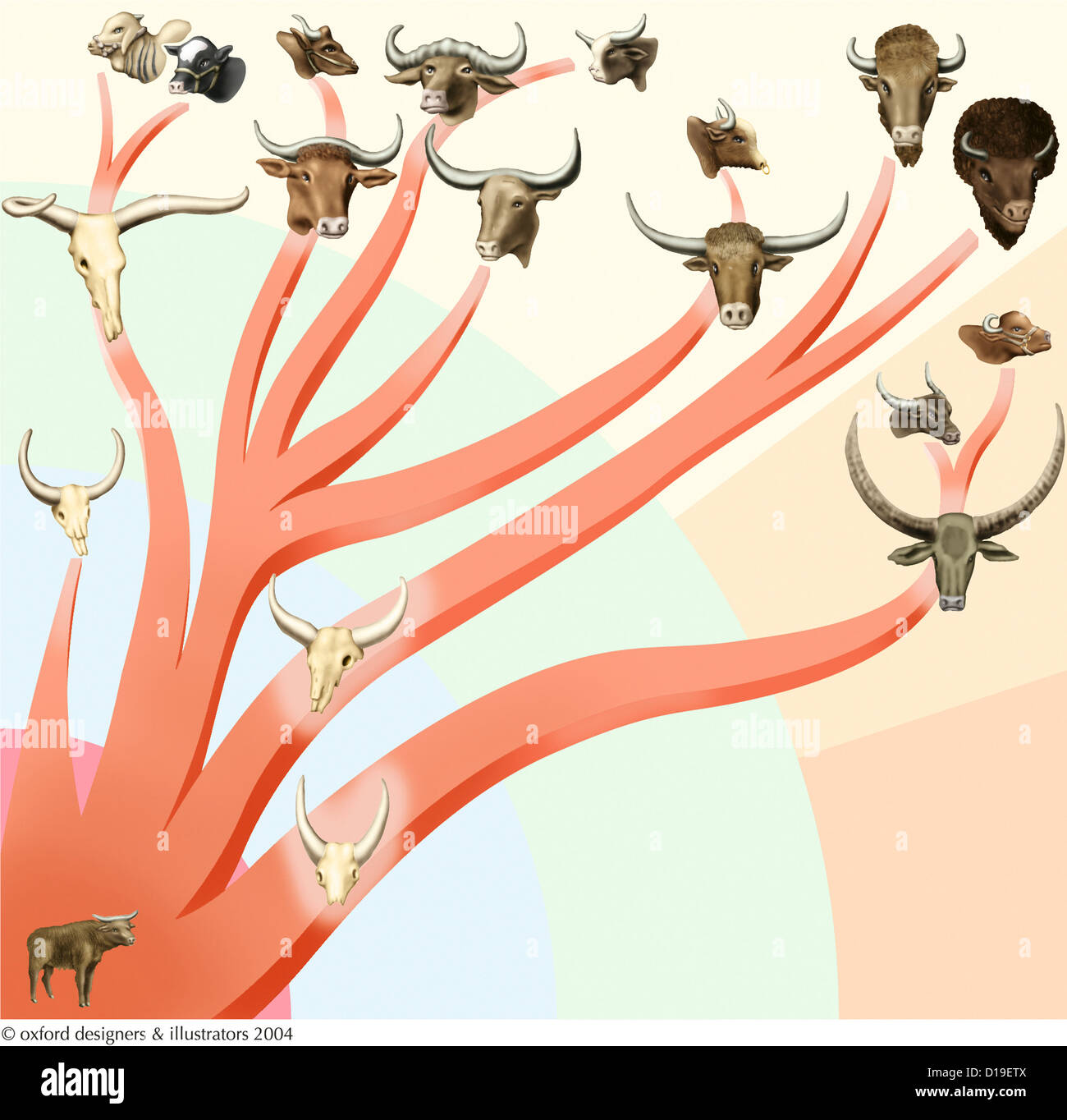 Cow evolution hi-res stock photography and images - Alamy