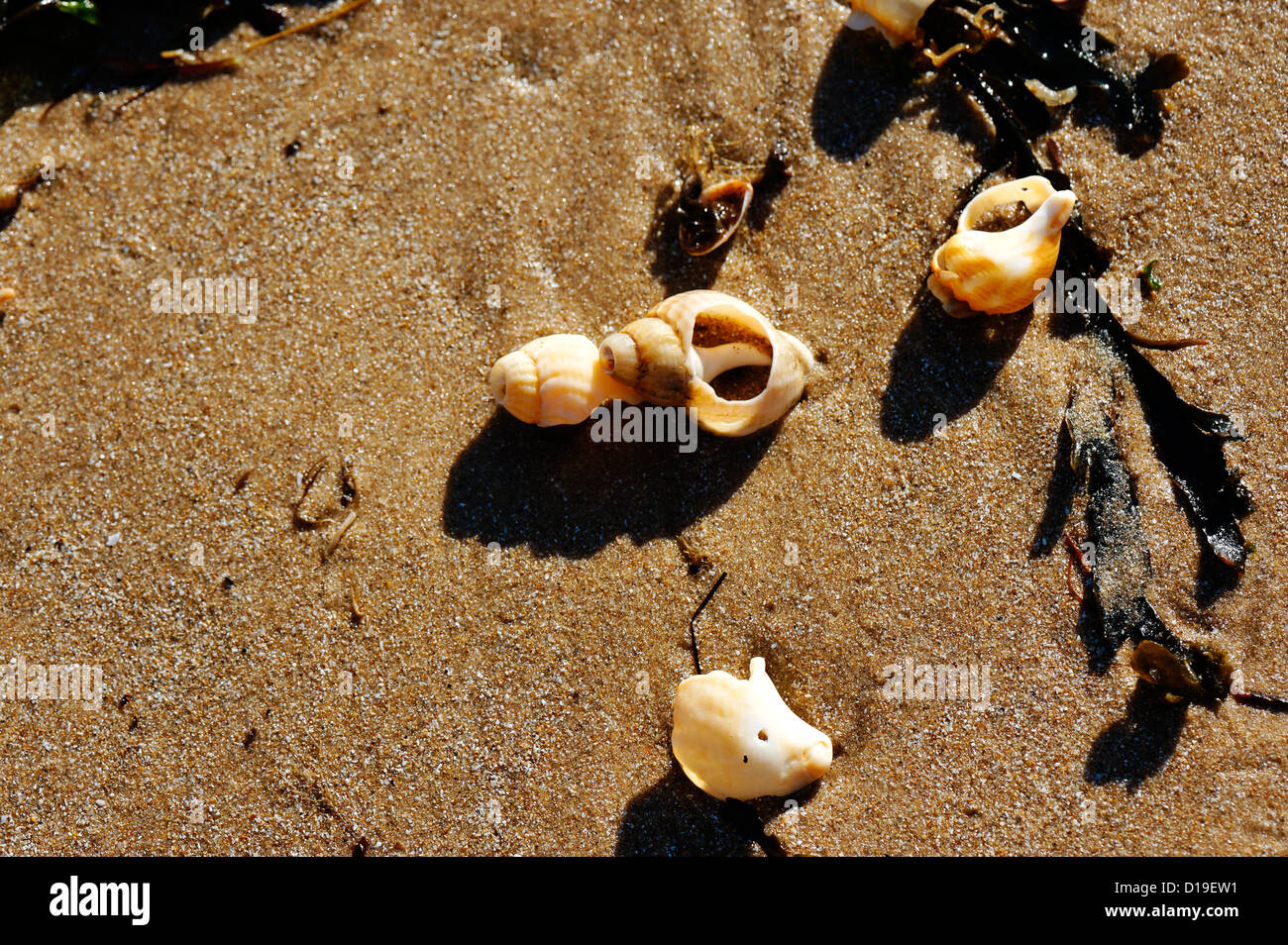Small shells on a sandy beach at Clacton, Essex, England Stock Photo ...
