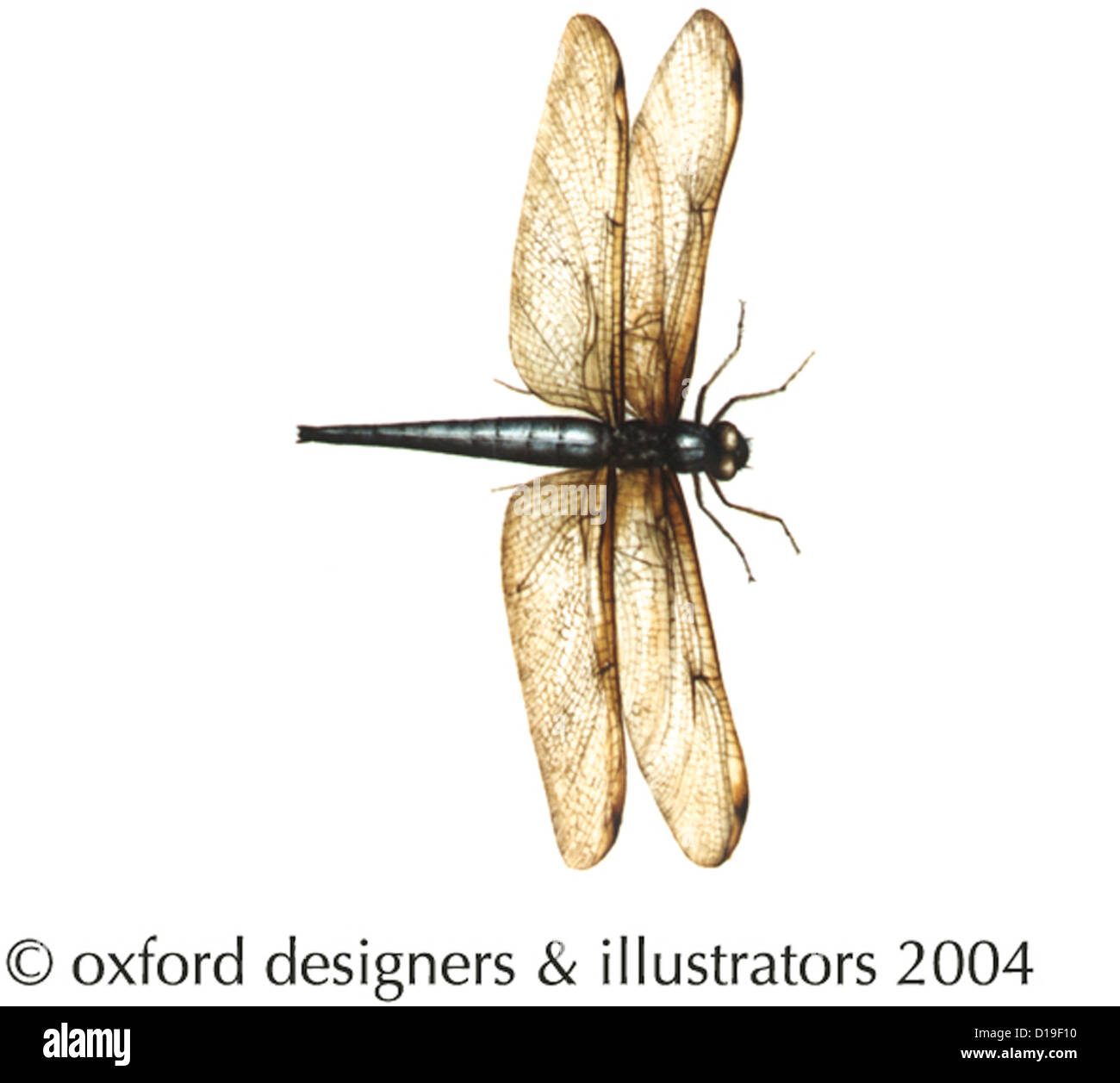 Odonata anisoptera larvae hi-res stock photography and images - Alamy