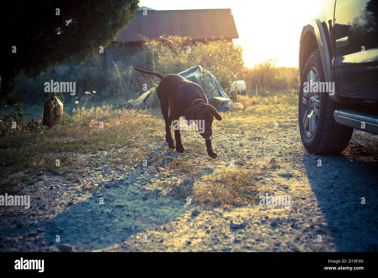 Chocolate labrador by car Stock Photo - Alamy