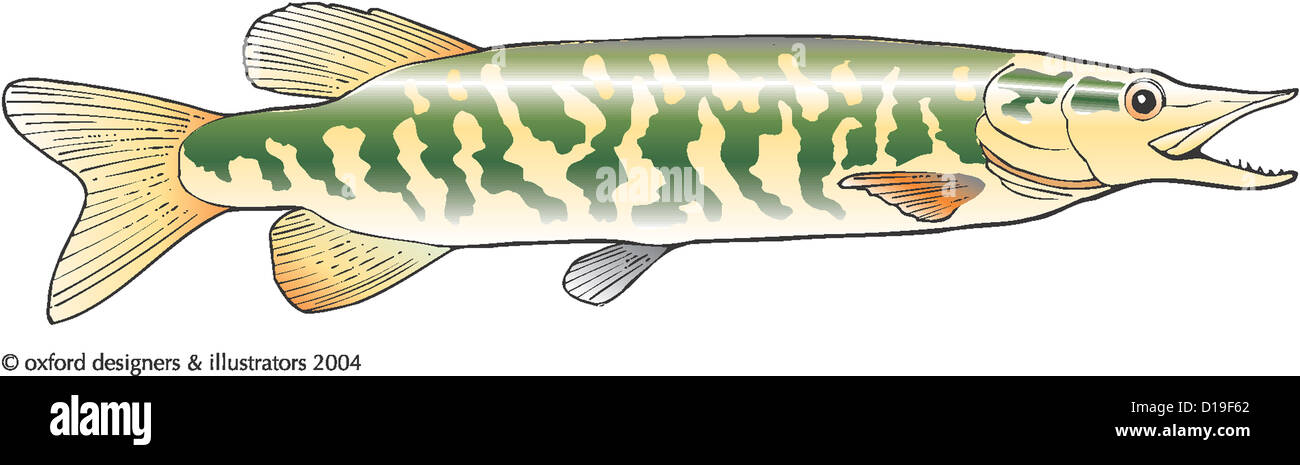 Jackfish river hi-res stock photography and images - Alamy