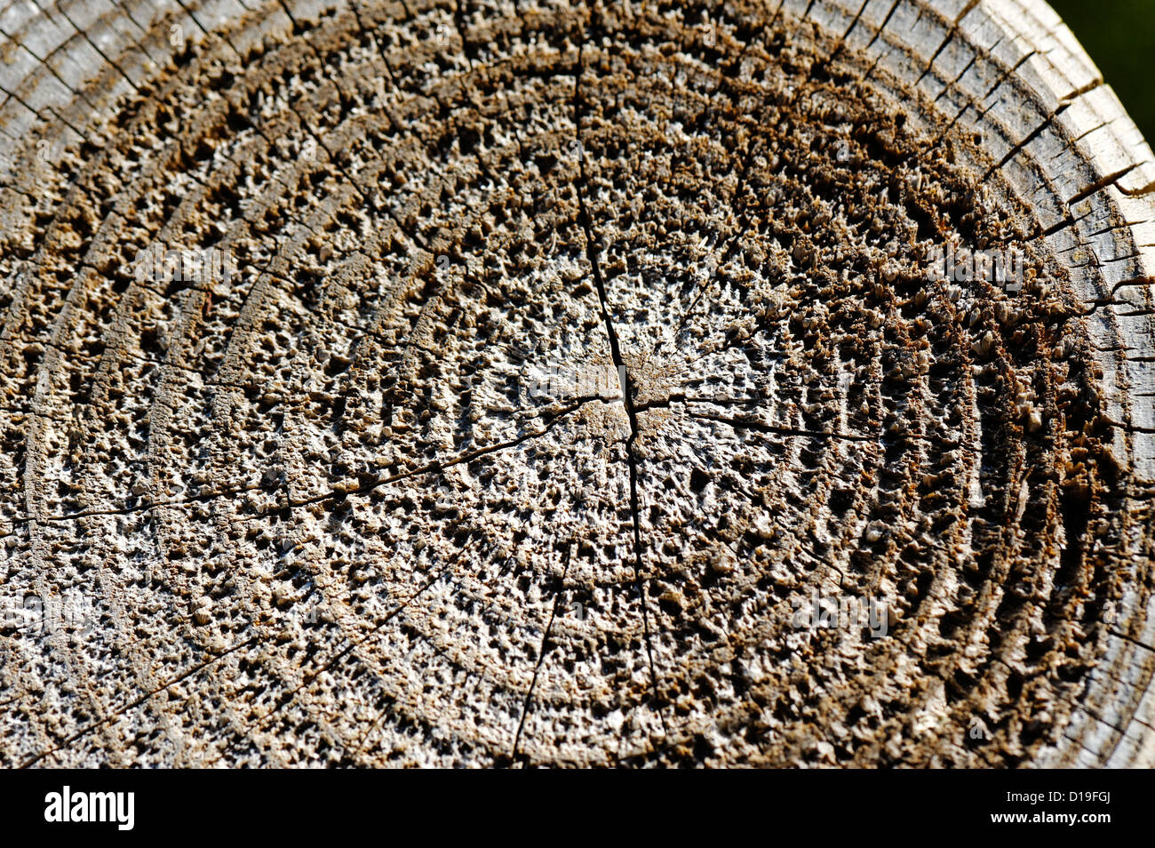 Close up of circular wood grain with side lighting Stock Photo - Alamy