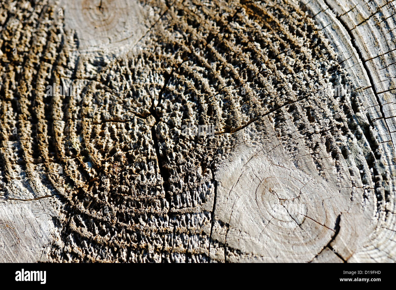 Close up of circular wood grain with side lighting Stock Photo - Alamy