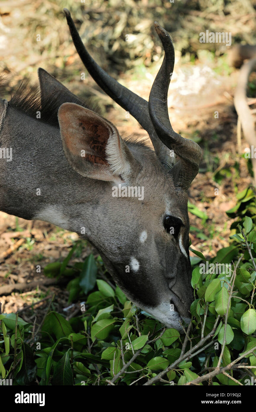 Lesser Kudu Tragelaphus imberbis, Bovidae, Etiopia Africa Stock Photo ...