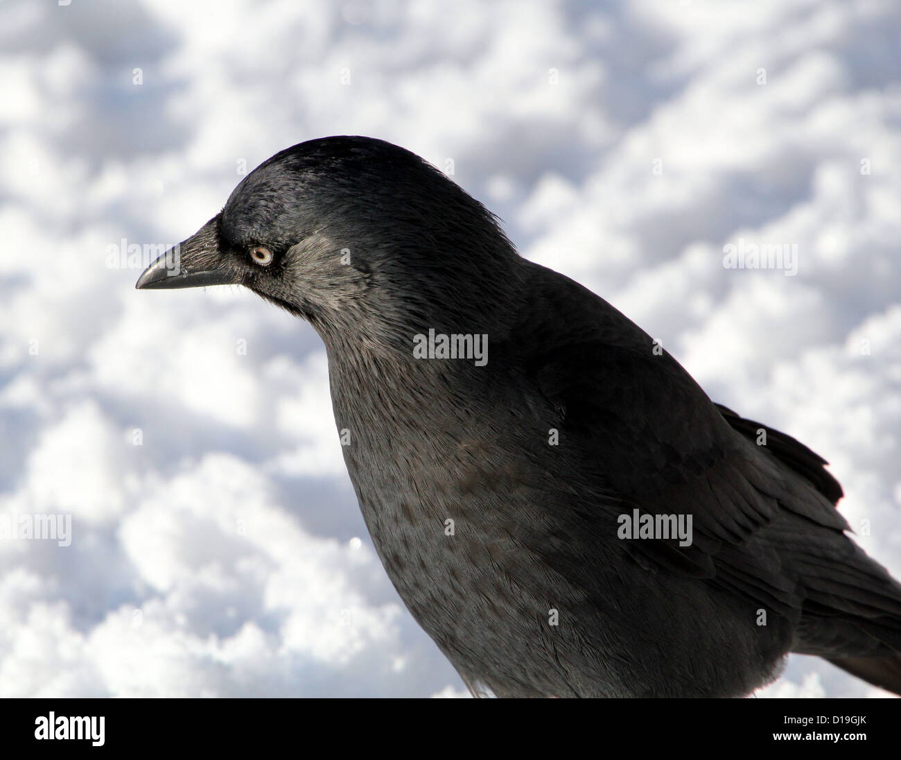 Jackdaw head feathers hi-res stock photography and images - Alamy