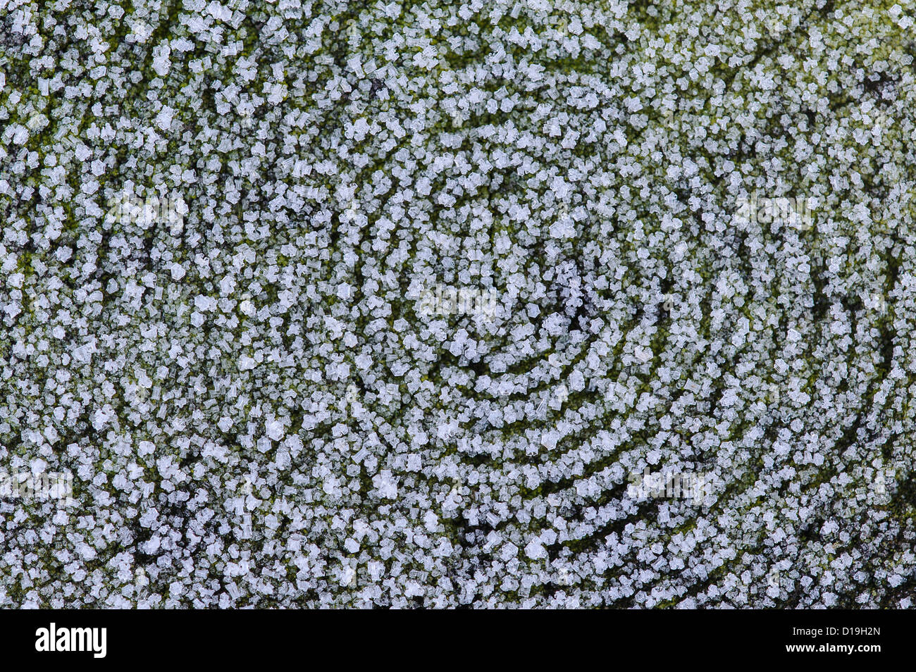 hoarfrost on annual rings of a tree Stock Photo - Alamy