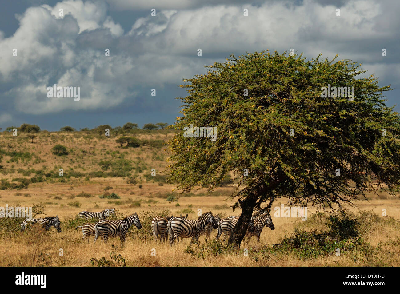 Plains zebra Equus quagga, Equidae, Mugie Sanctuary, Kenya, Africa ...
