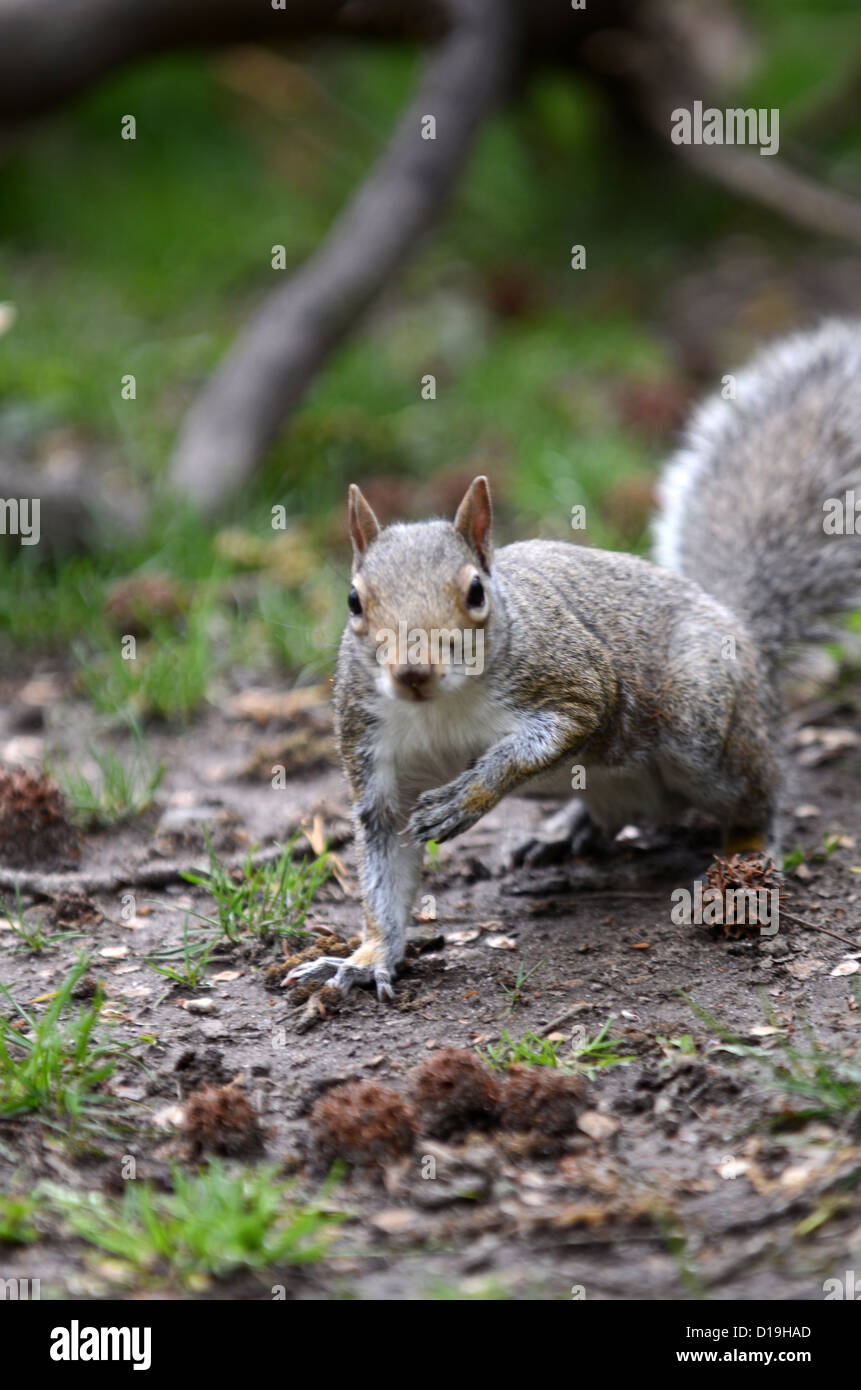 Nyc squirrels hi-res stock photography and images - Alamy