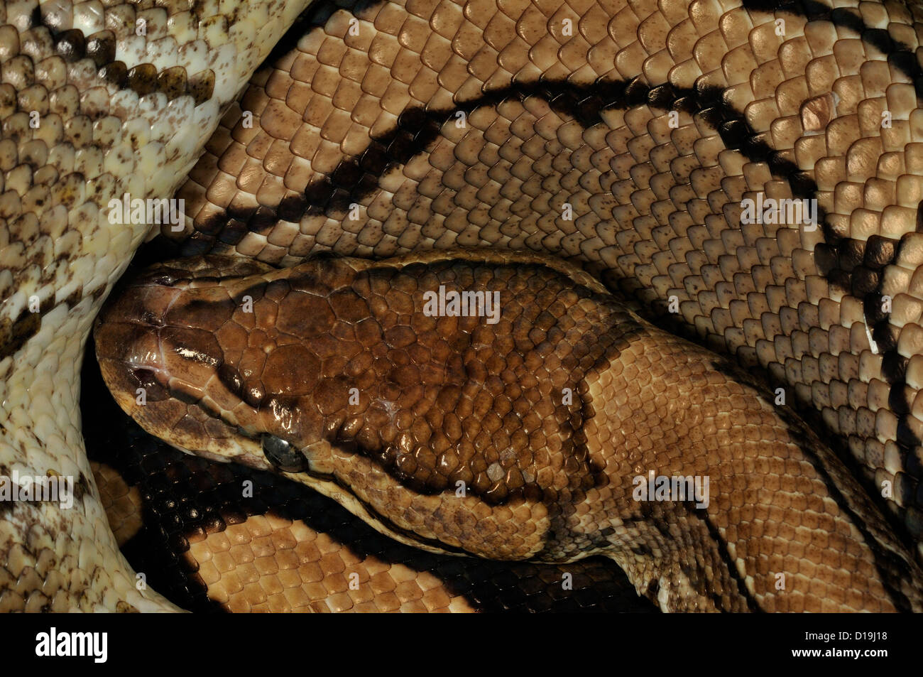 Asian reptiles hi-res stock photography and images - Alamy