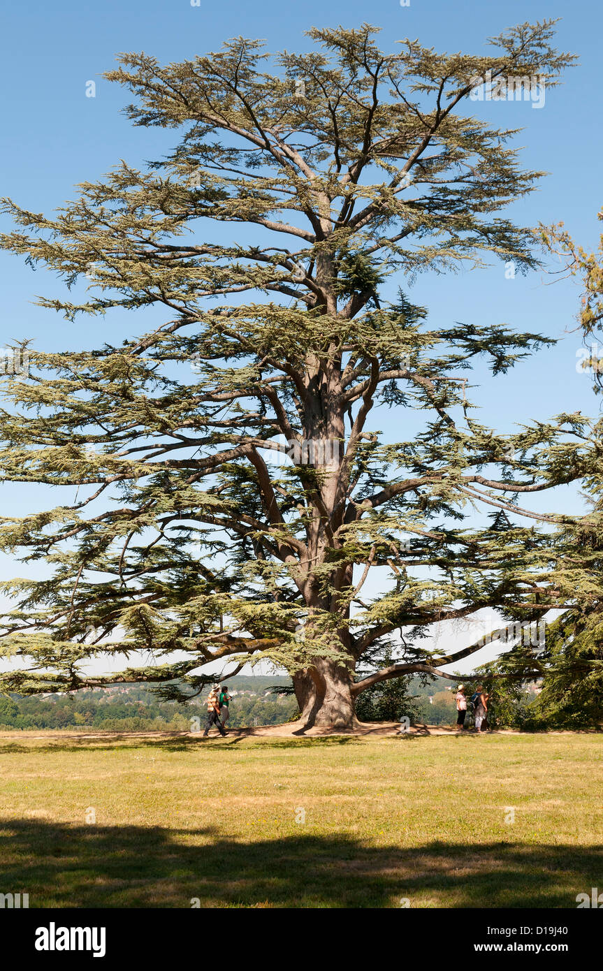 Arbre If High Resolution Stock Photography and Images - Alamy