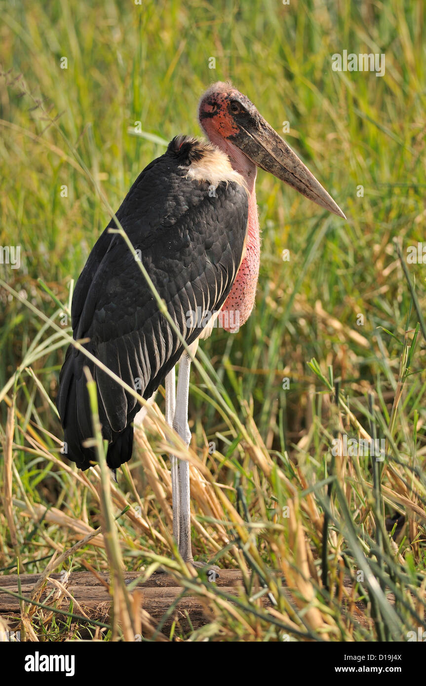 Chawo hi-res stock photography and images - Alamy