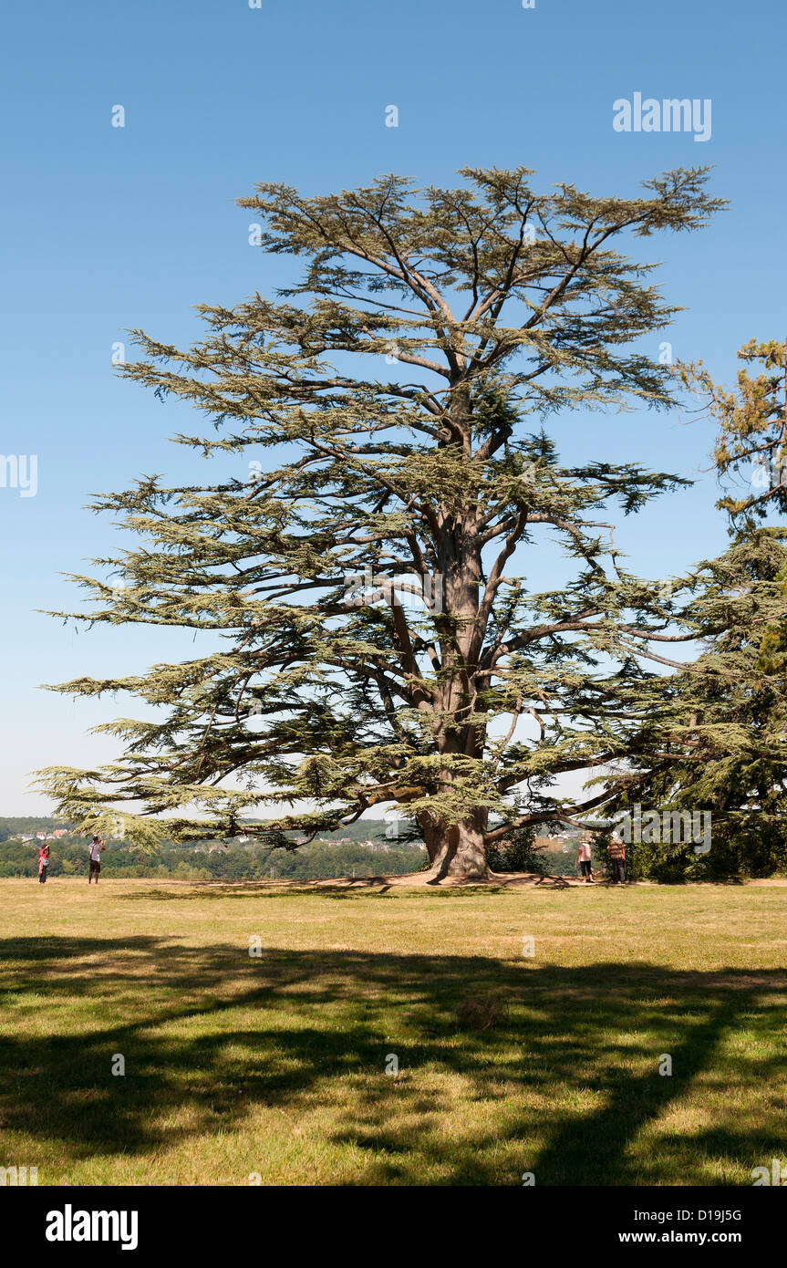 Arbre if hi-res stock photography and images - Alamy