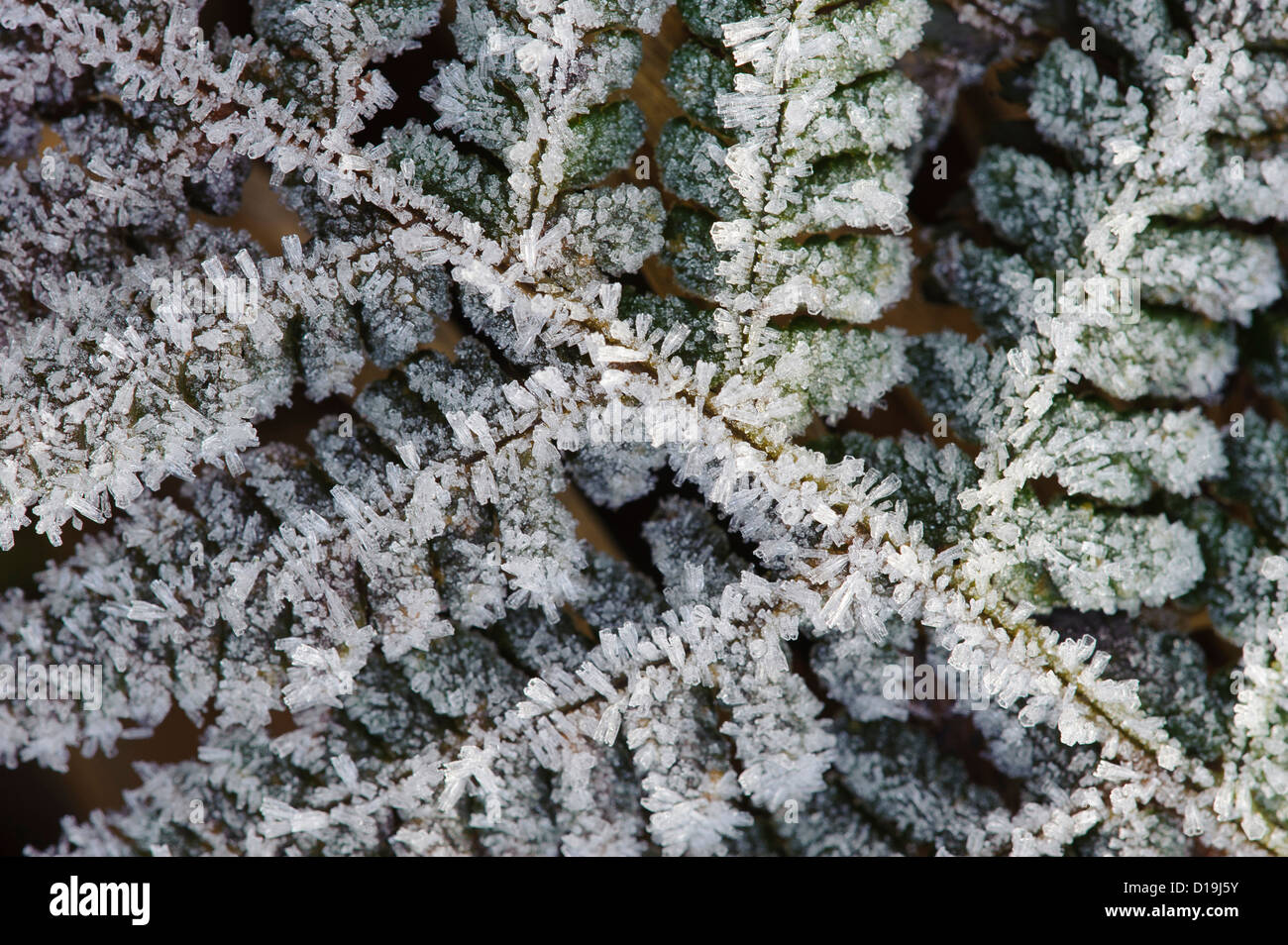 Hoarfrost hi-res stock photography and images - Alamy
