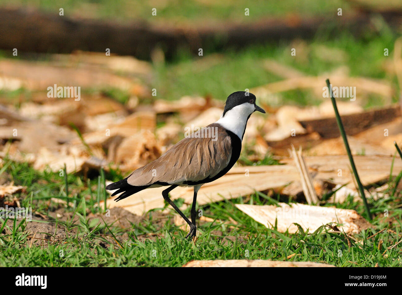 Spur-winged Lapwing or Spur-winged Plover Vanellus spinosus ...