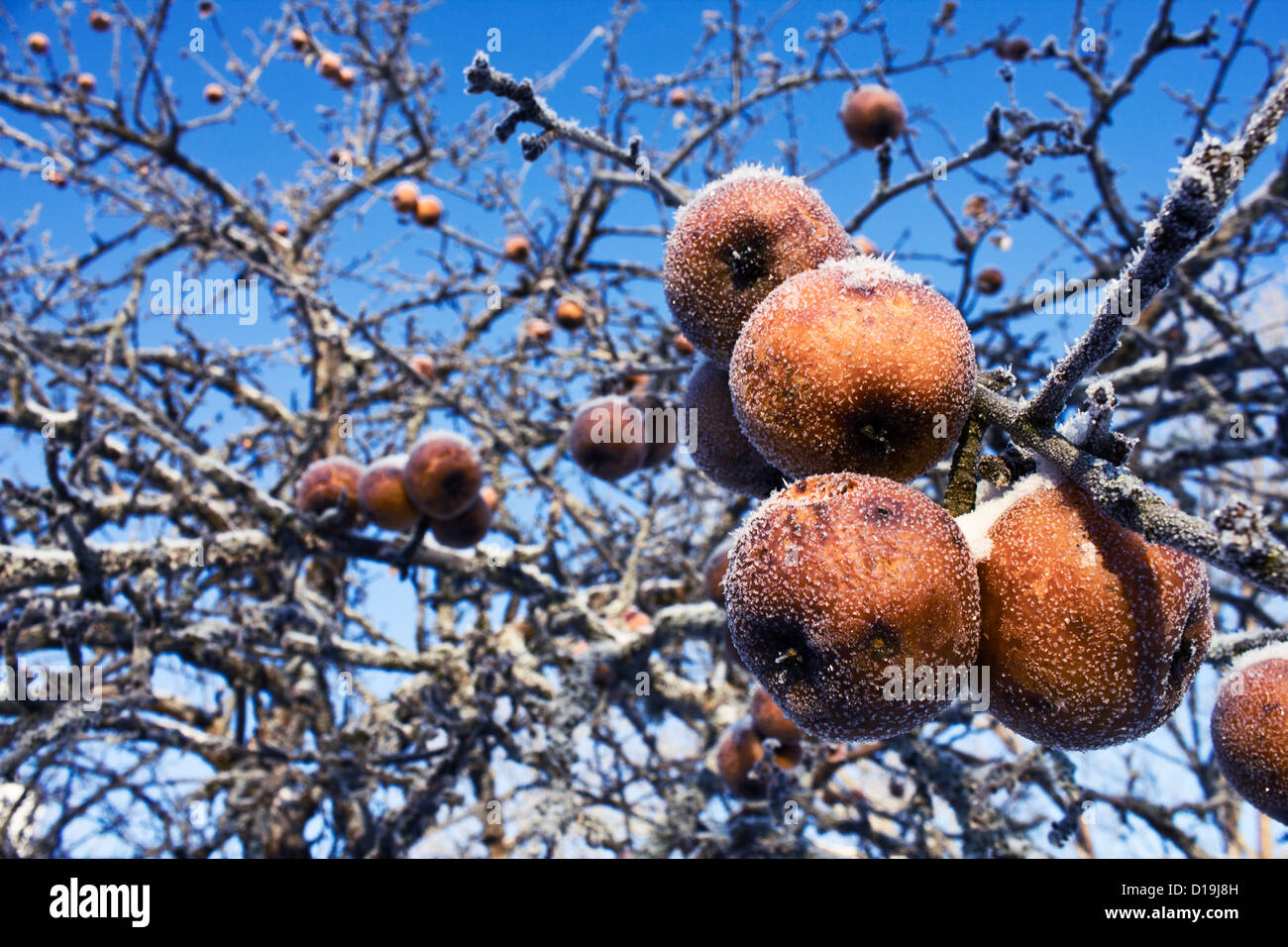 Frozen Apples High Resolution Stock Photography and Images - Alamy
