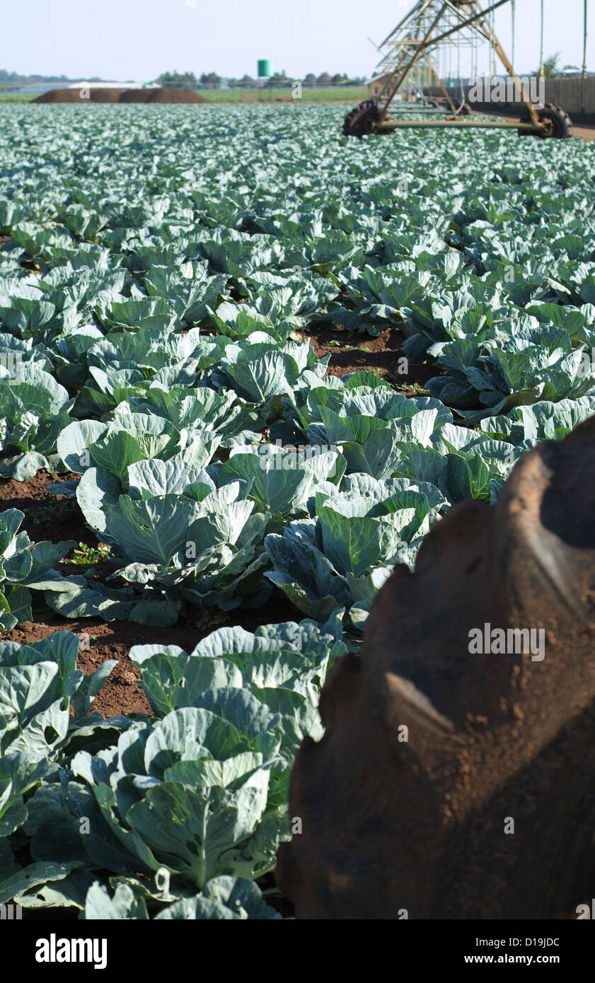 Irrigation Vegetable Cabbage High Resolution Stock Photography and ...