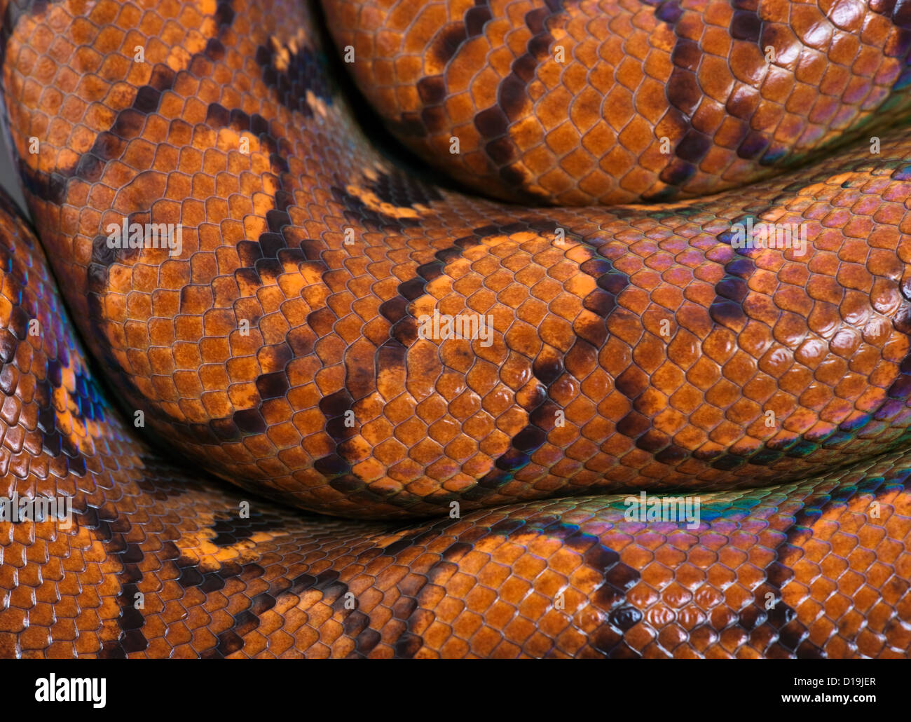 Rainbow boa hi-res stock photography and images - Alamy