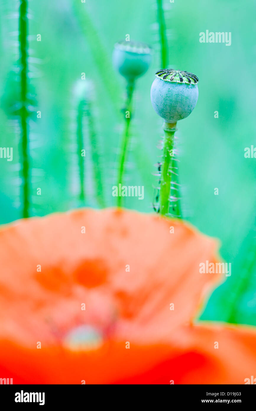Poppy weed hi-res stock photography and images - Alamy