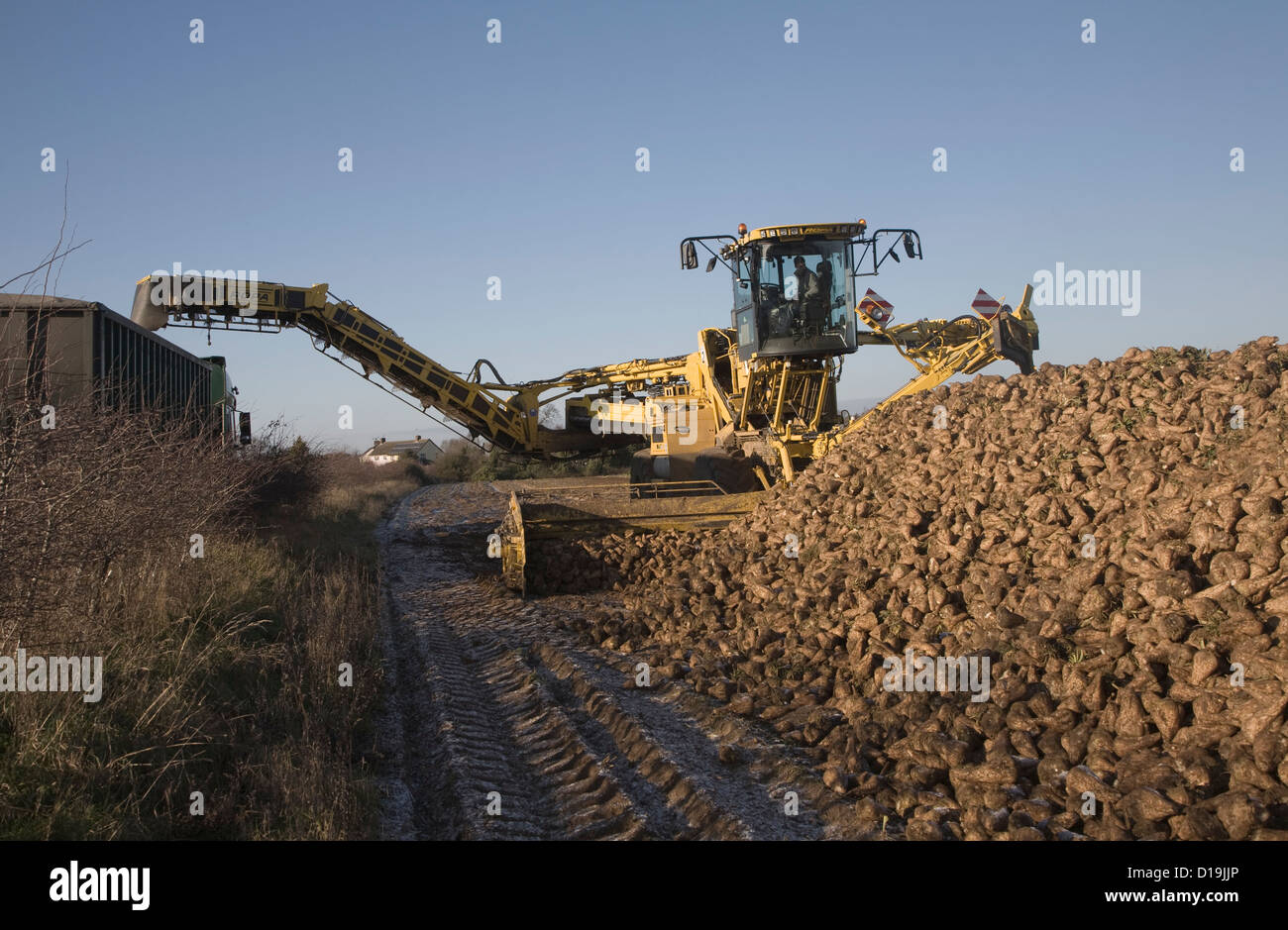 Ropa Euro Maus 4 sugar beet loader machinery working Shottishm, Suffolk ...