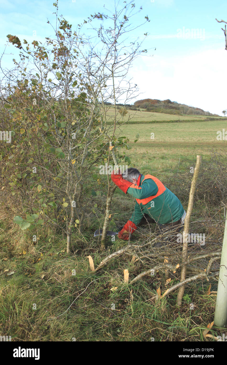 Hedge laying tools hi-res stock photography and images - Alamy