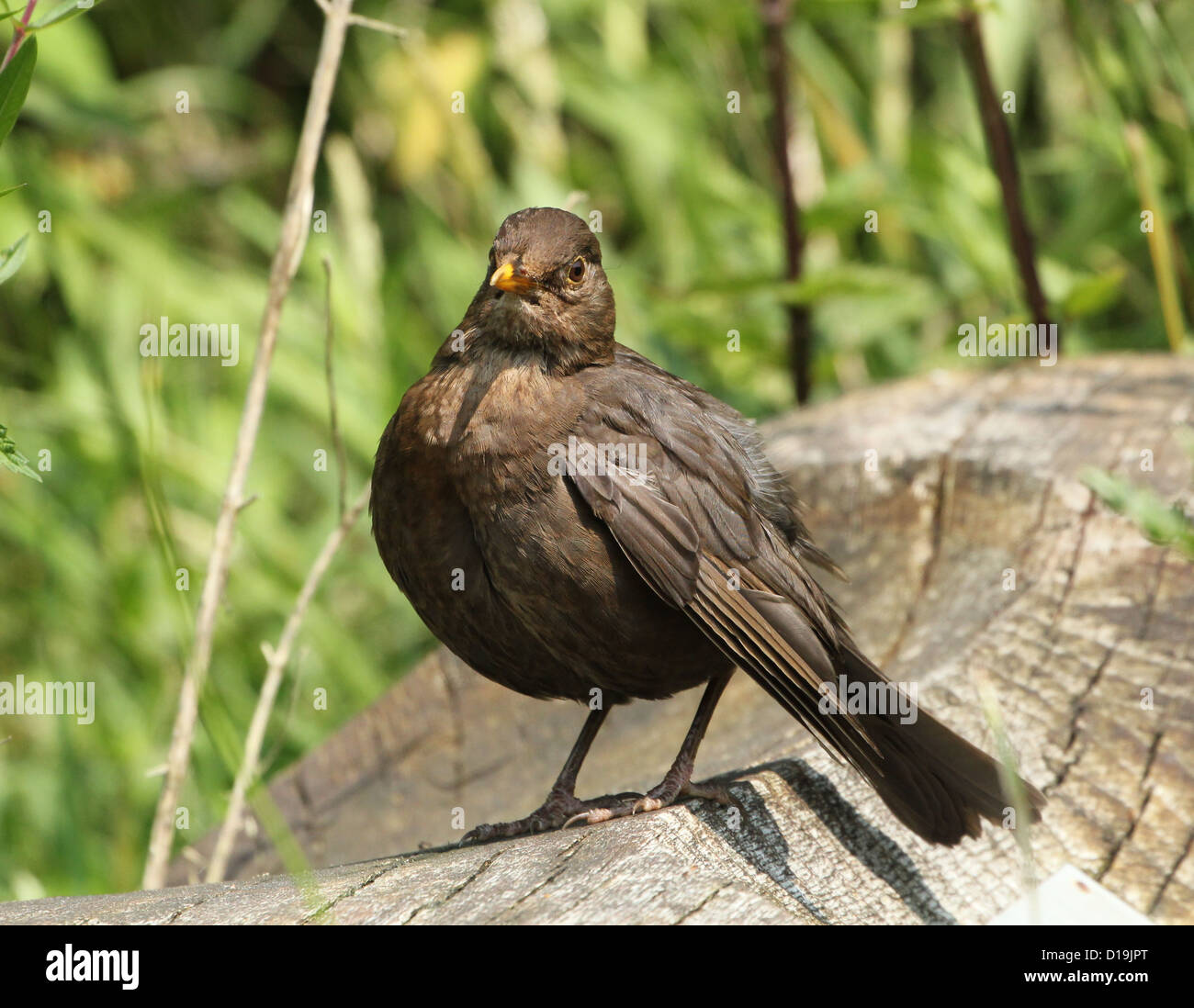Female blackbird (Turdus merula) posing on a log Stock Photo - Alamy