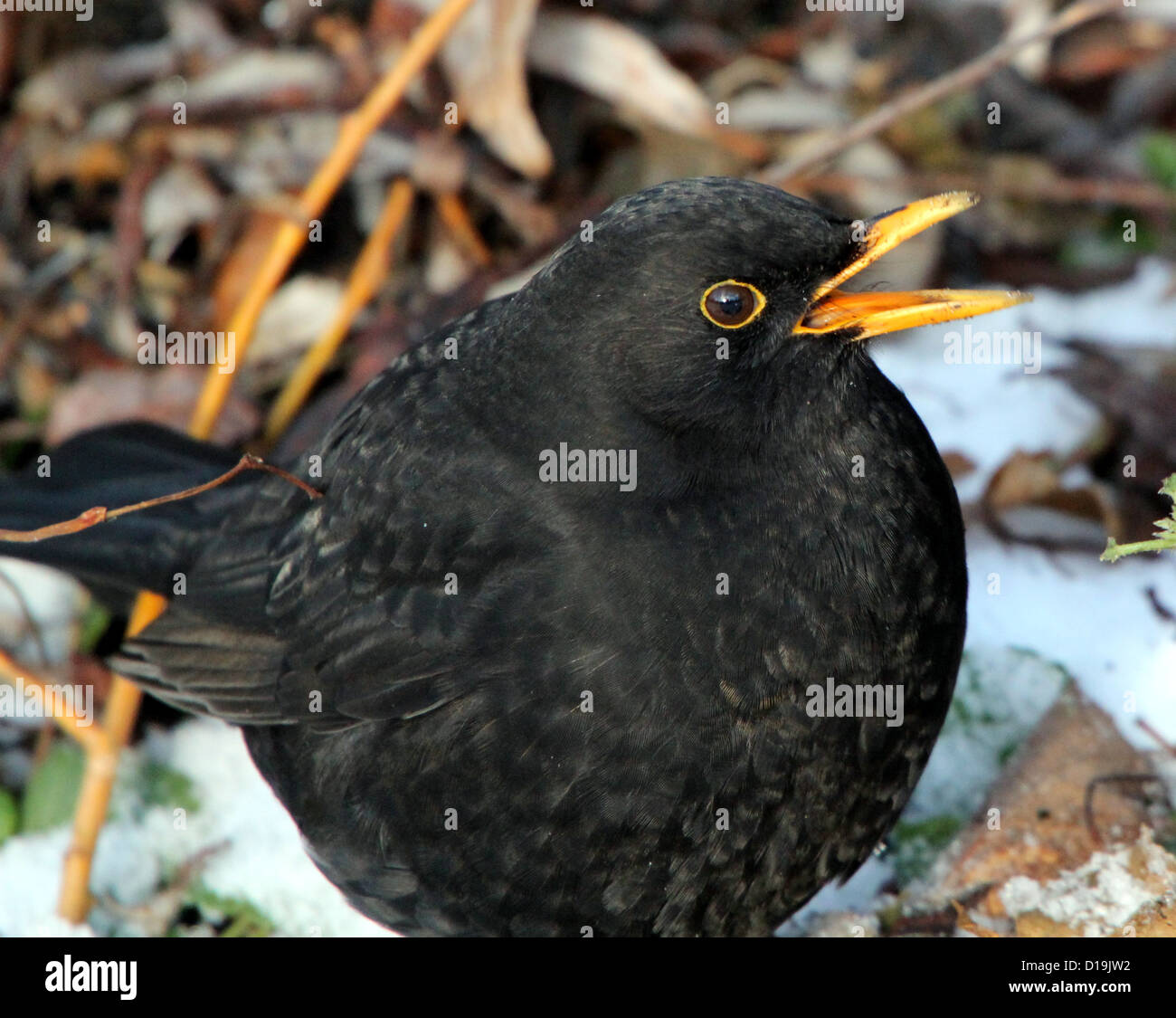 Eurasian Blackbird Stock Photos & Eurasian Blackbird Stock Images - Alamy