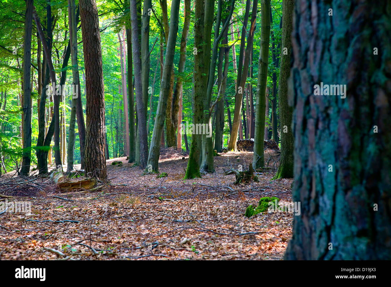 Mixed forest beech pine spruce oak in hi-res stock photography and ...