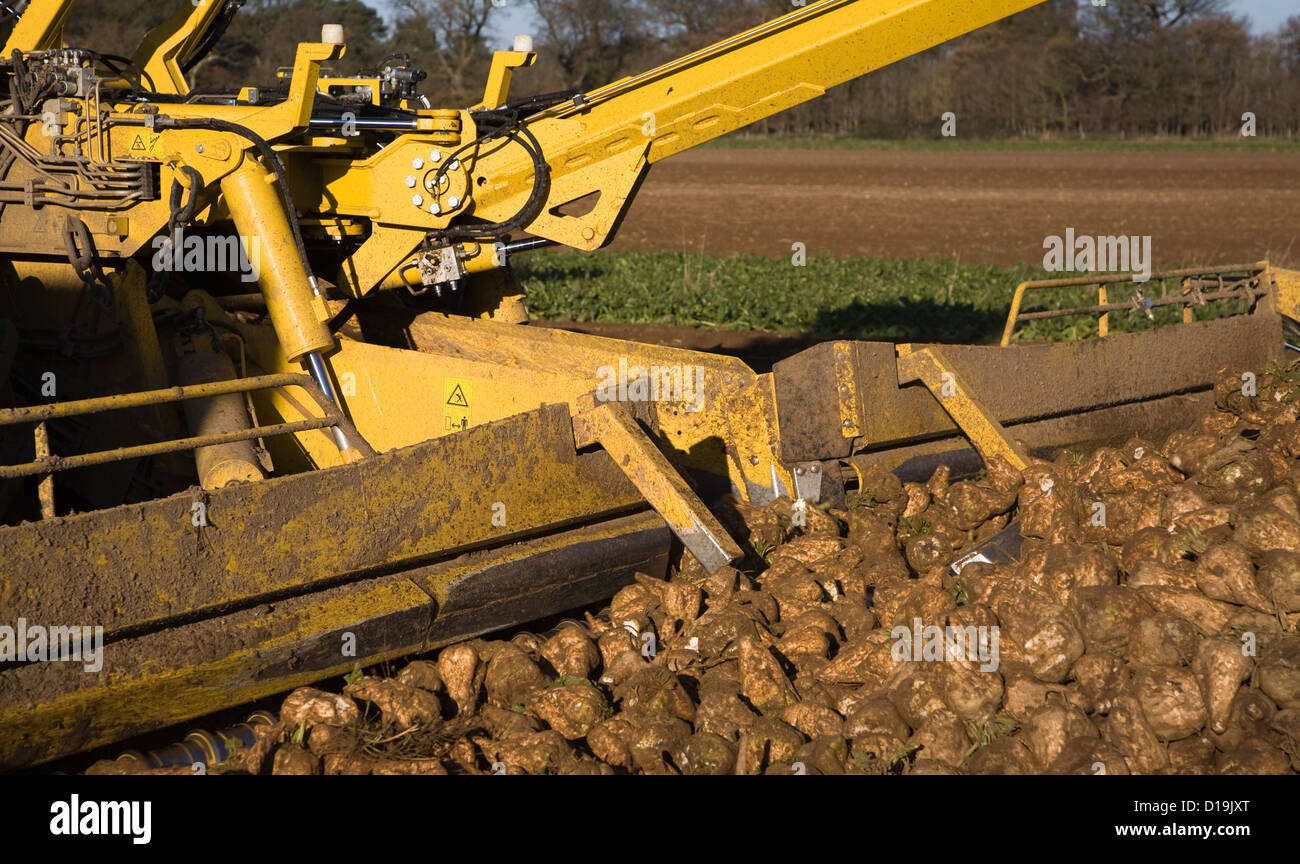 Ropa sugar beet loader hi-res stock photography and images - Alamy