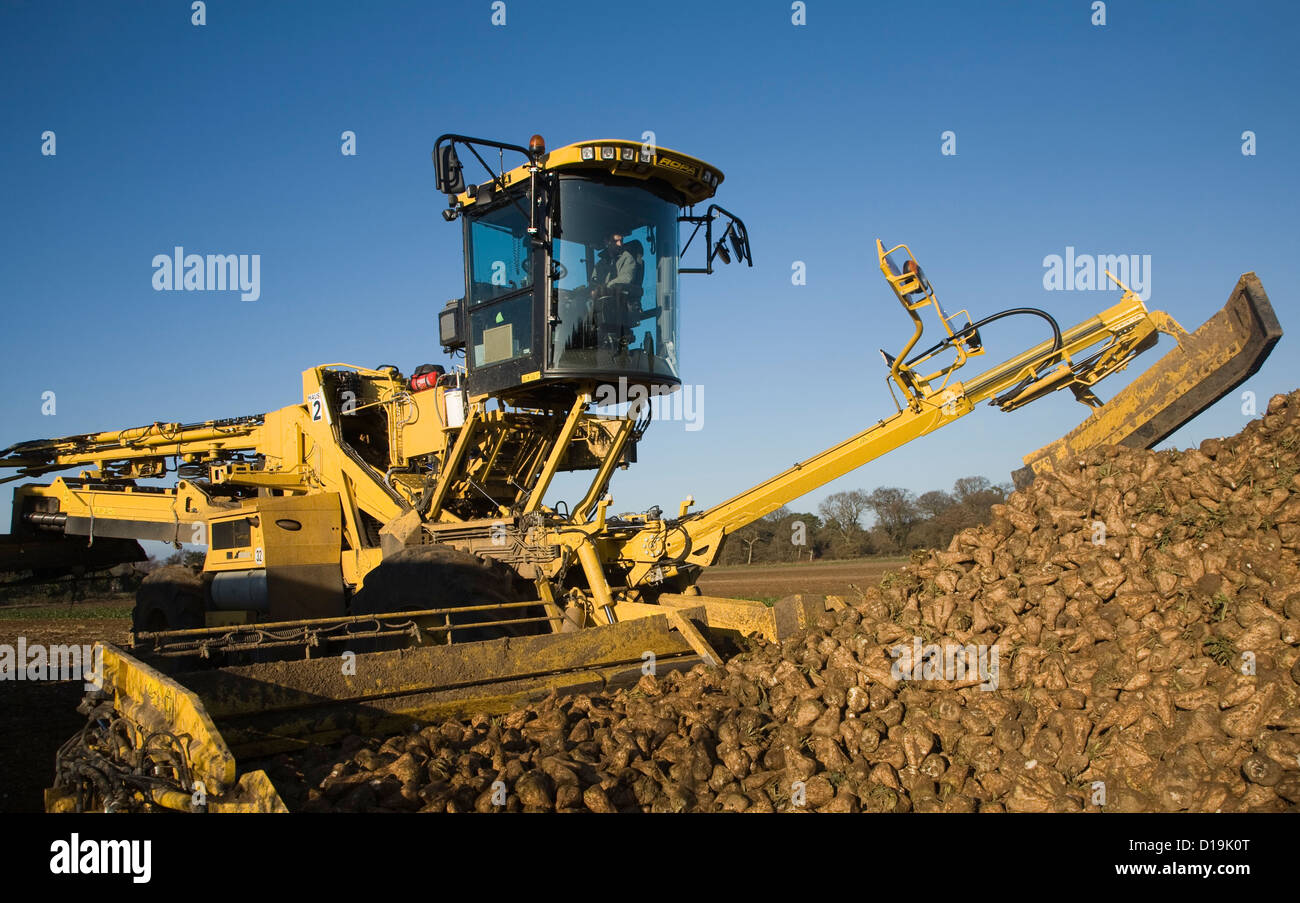 Ropa Euro Maus 4 sugar beet loader machinery working Shottishm, Suffolk ...