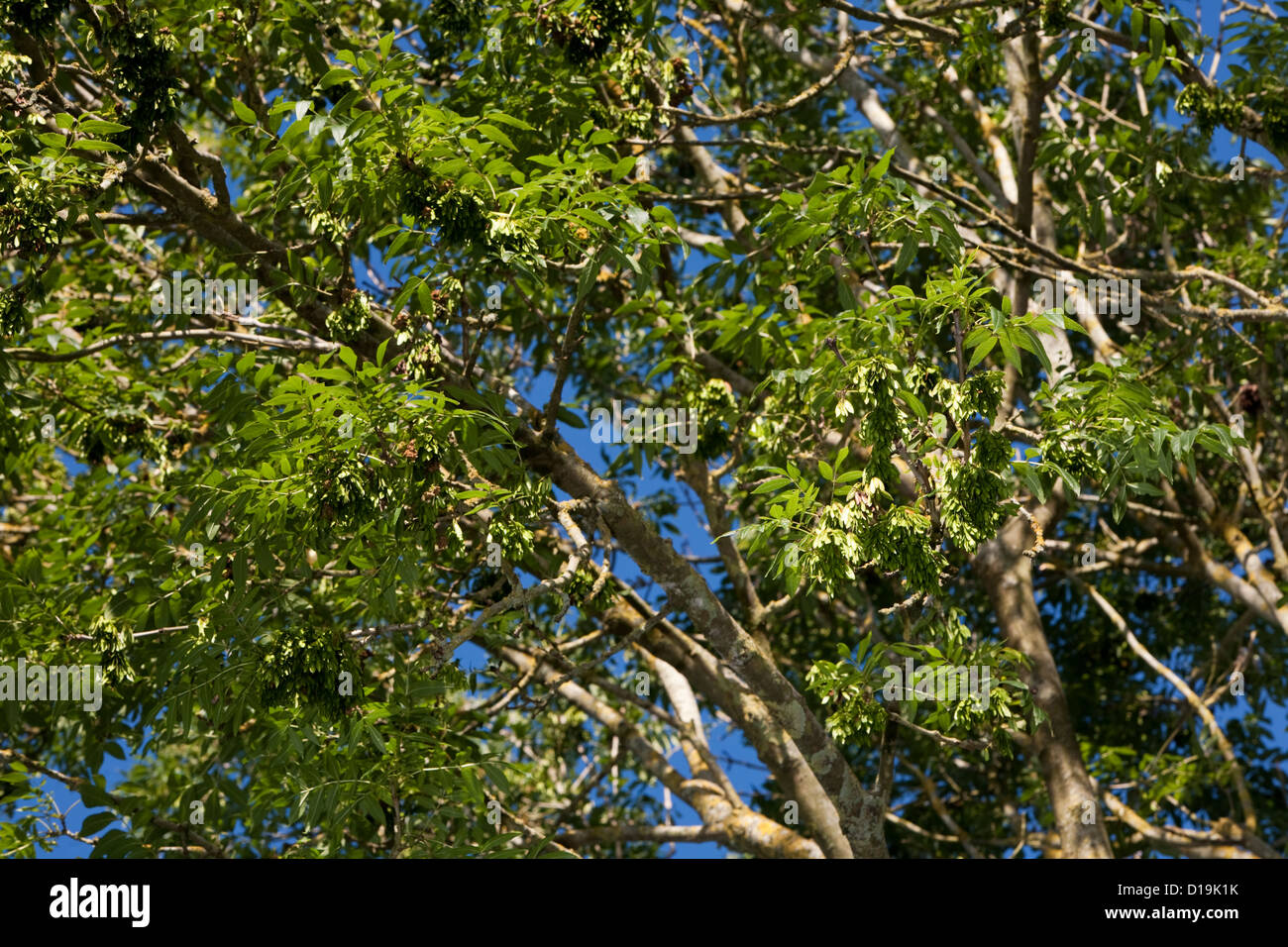 Common Ash, Fraxinus excelsior in summer foliage with keys Stock Photo ...