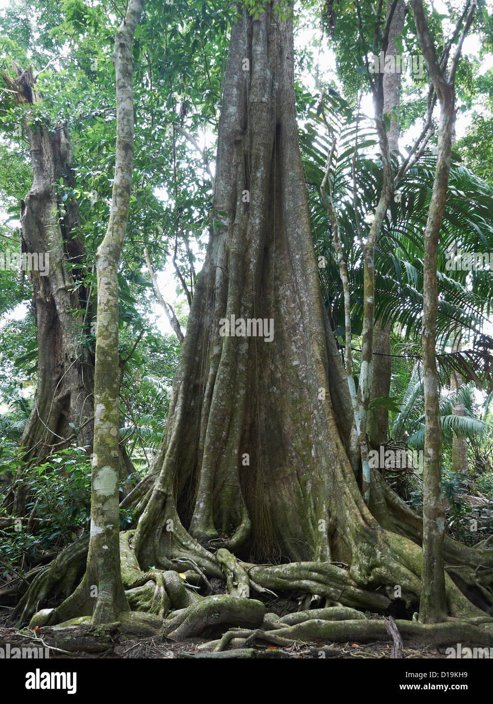 Tropical Rainforest Kapok Tree